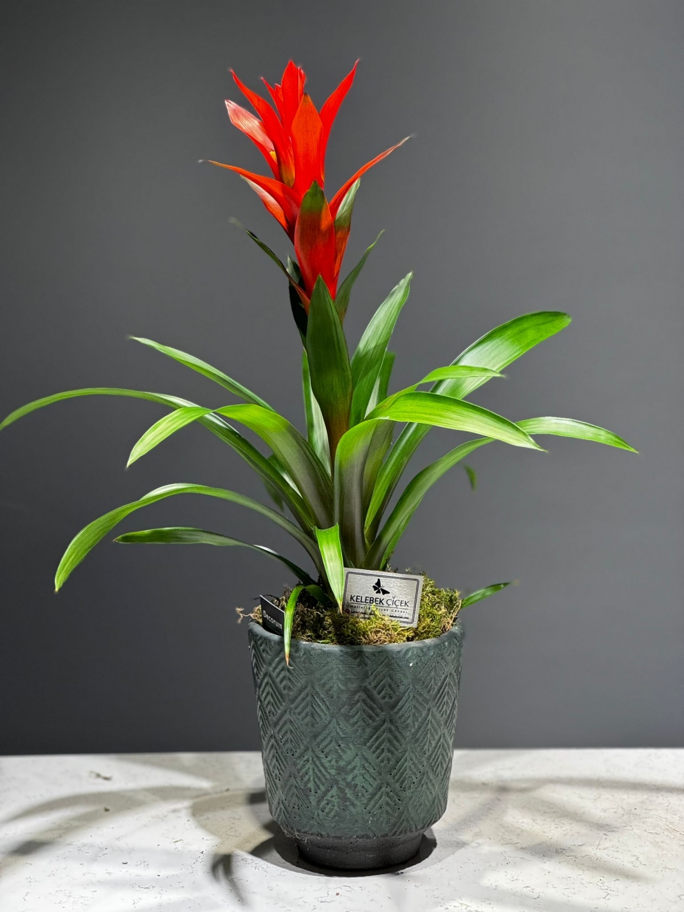 | Ankara Çankaya Online Çiçek Siparişi | Kavaklıdere Çiçekçi | Kelebek ...